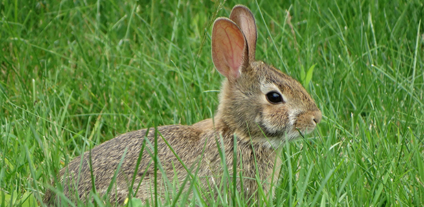 Caught out in the Countryside - Practical Rabbit Management: Part One ...
