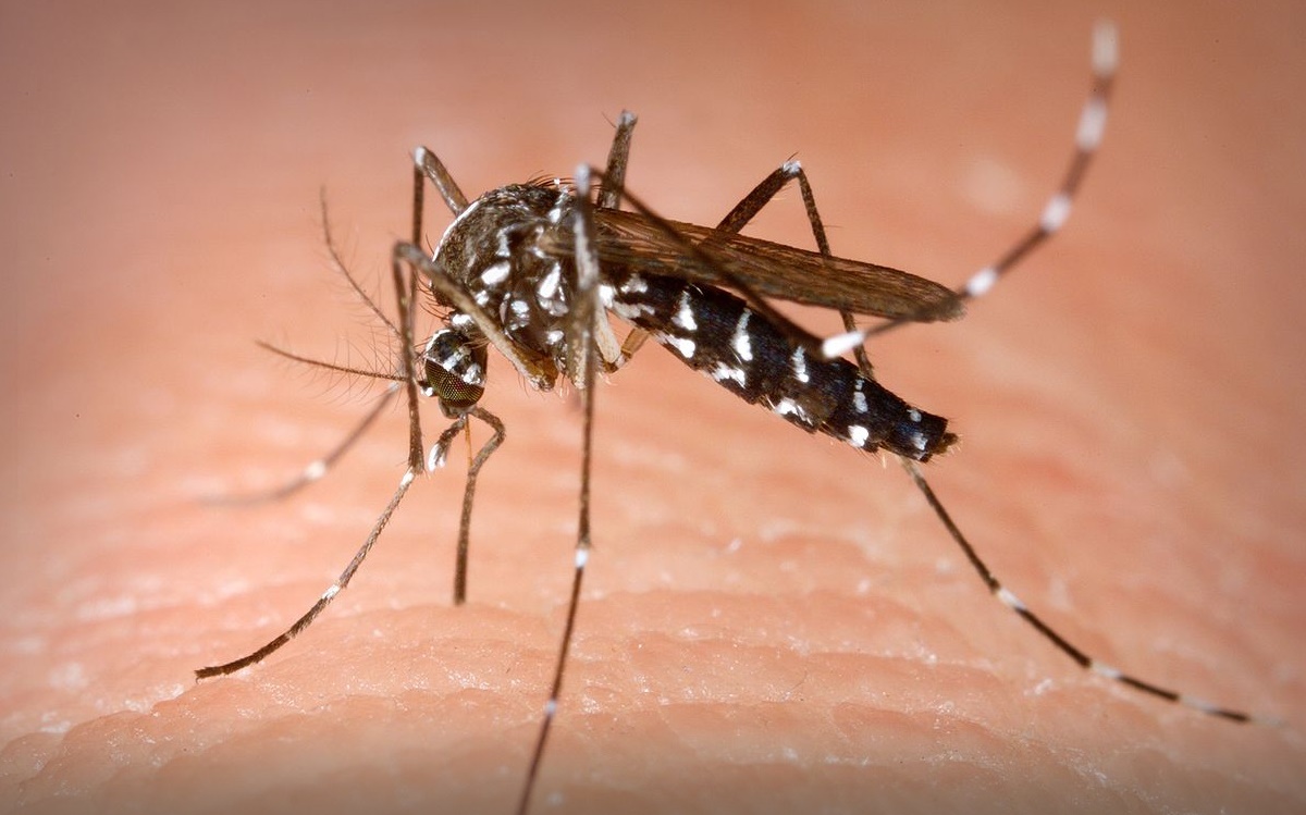 Climate conditions clear the way for mosquitoes in the UK