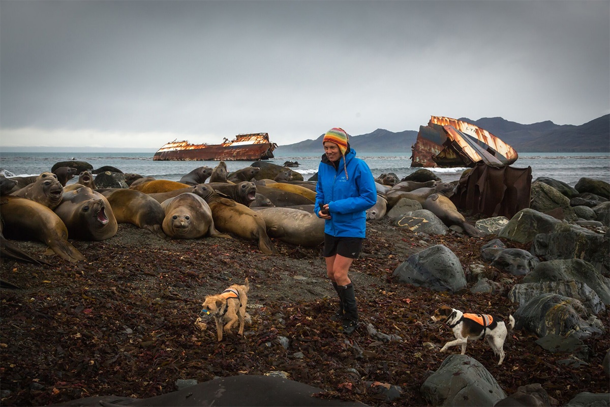 World’s largest rodent eradication project declared a success