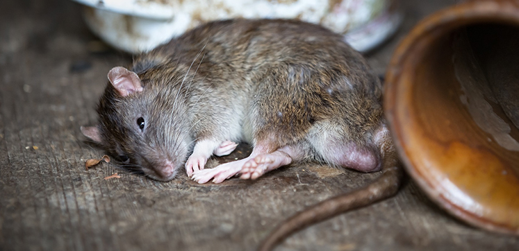 Rat lungworm’s sluggish journey to Europe