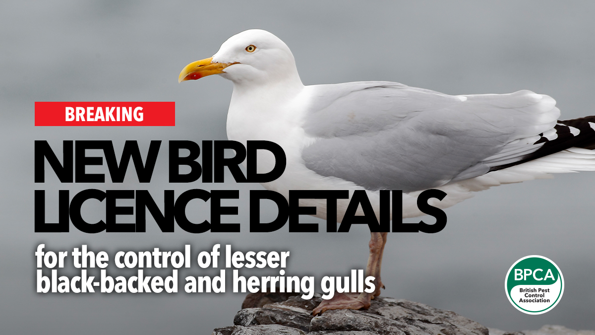 Natural England releases details of new bird control licensing ...