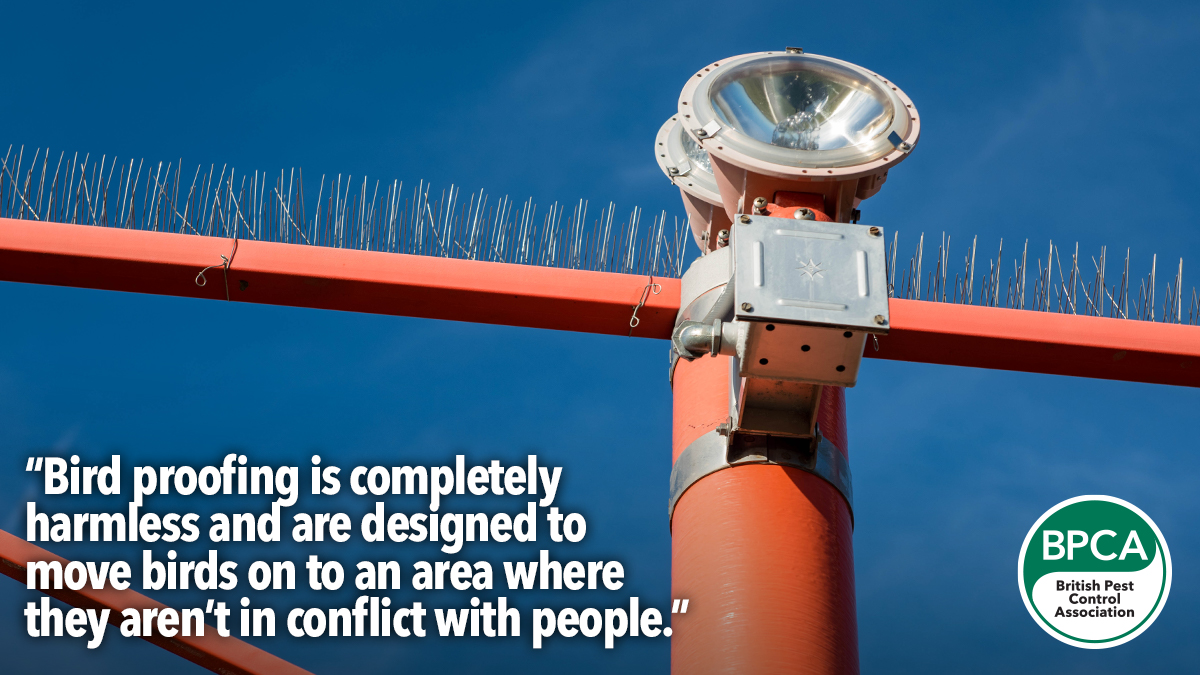 Pest advice for controlling pigeons, gulls and other birds