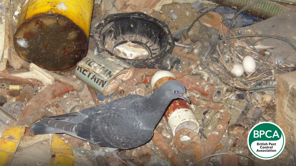 Pest advice for controlling pigeons, gulls and other birds