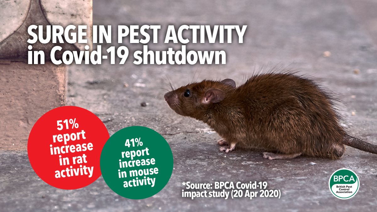 Surge in pest activity in Covid-19 shutdown
