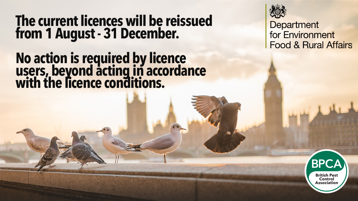 Six general licences re-issued by Defra for the control of wild birds
