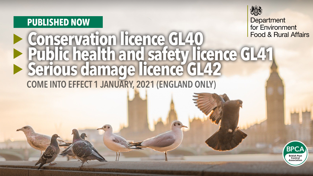 Defra publishes 2021 general licences for wild bird control