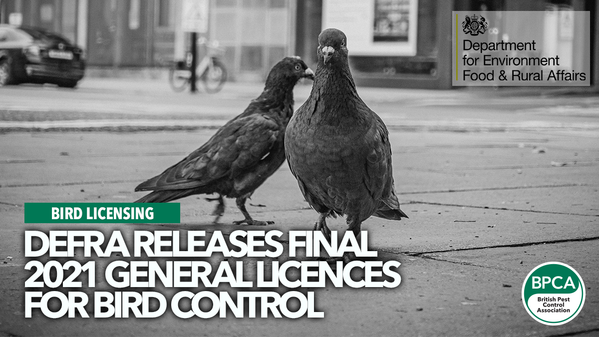 Defra releases final 2021 General Licences for bird control