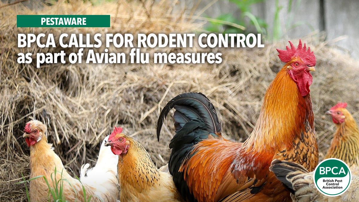 BPCA calls for rodent control as part of Avian flu measures