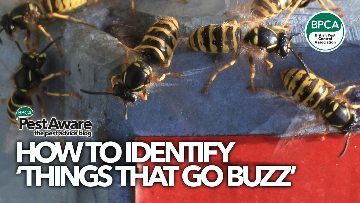 How to identify ‘things that go buzz’