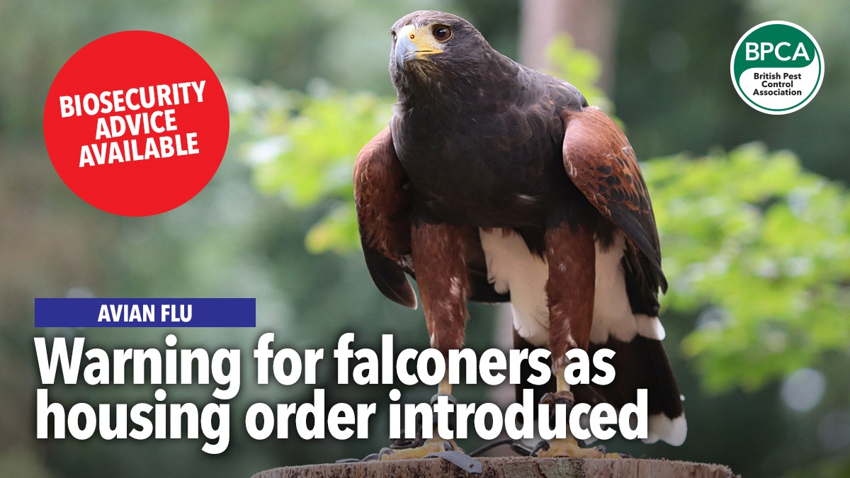 Avian flu: Warning for falconers as housing order introduced
