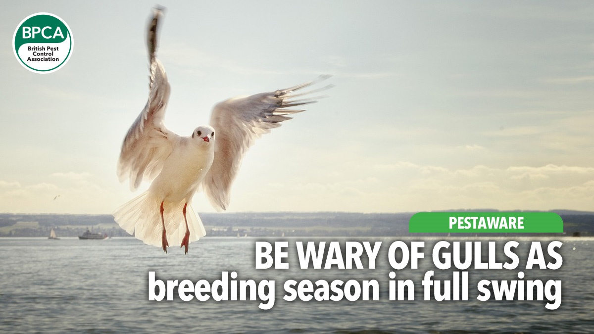 Be wary of gulls as breeding season in full swing, says BPCA