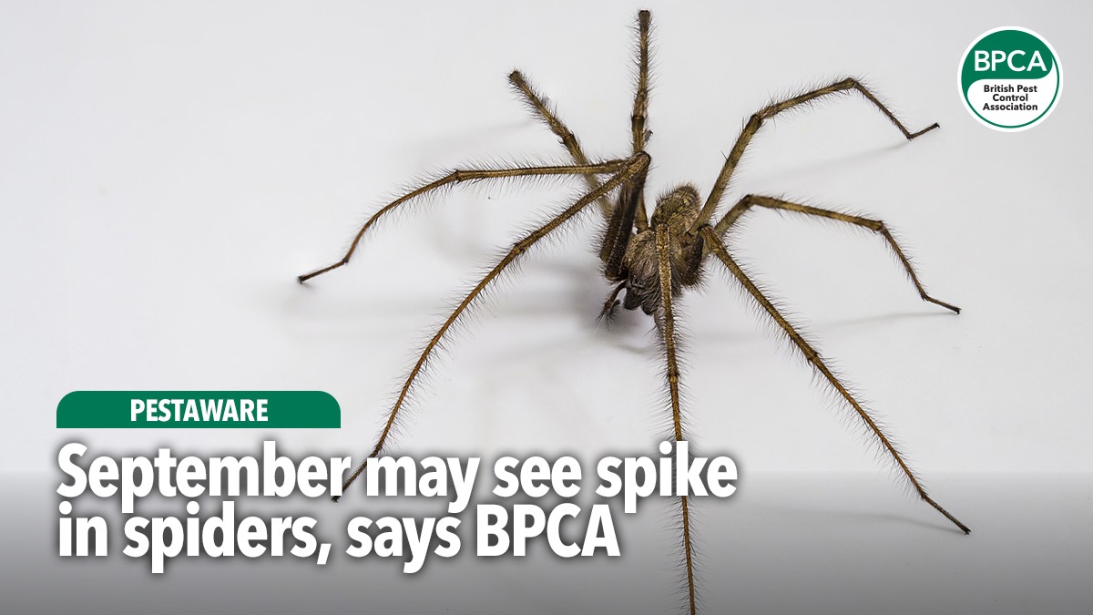 September may see spike in spiders, says BPCA