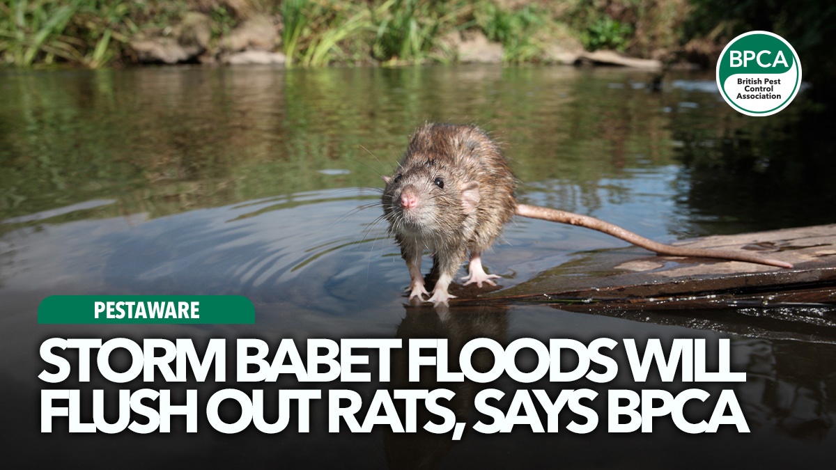 Storm Babet floods will flush out rats, says BPCA