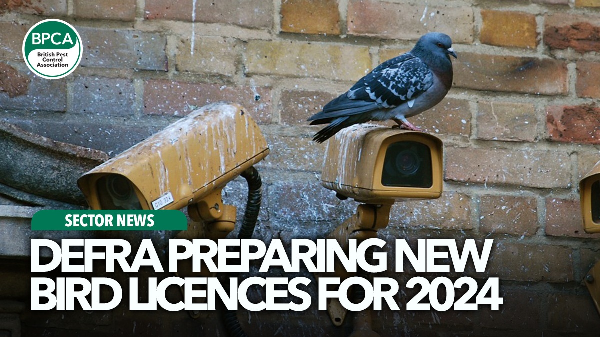 Defra preparing new bird licences for 2024