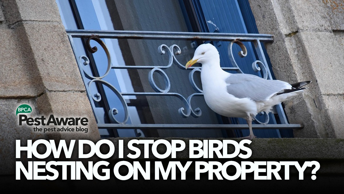 How do I stop birds nesting on my property?