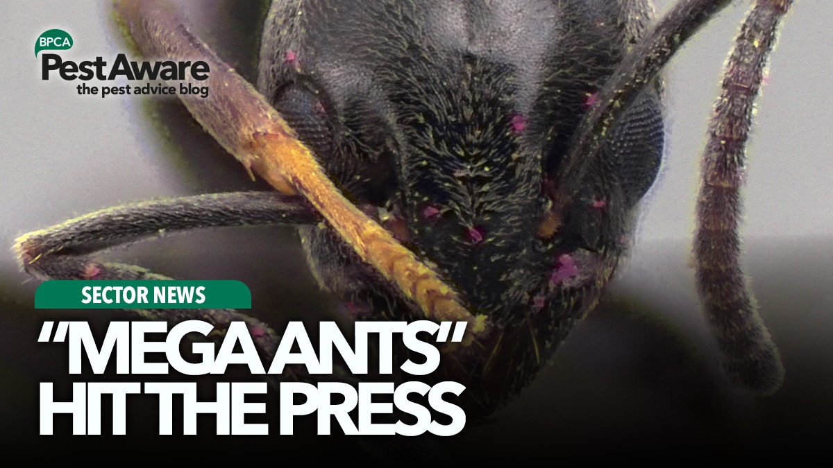 Mega ants hit the press