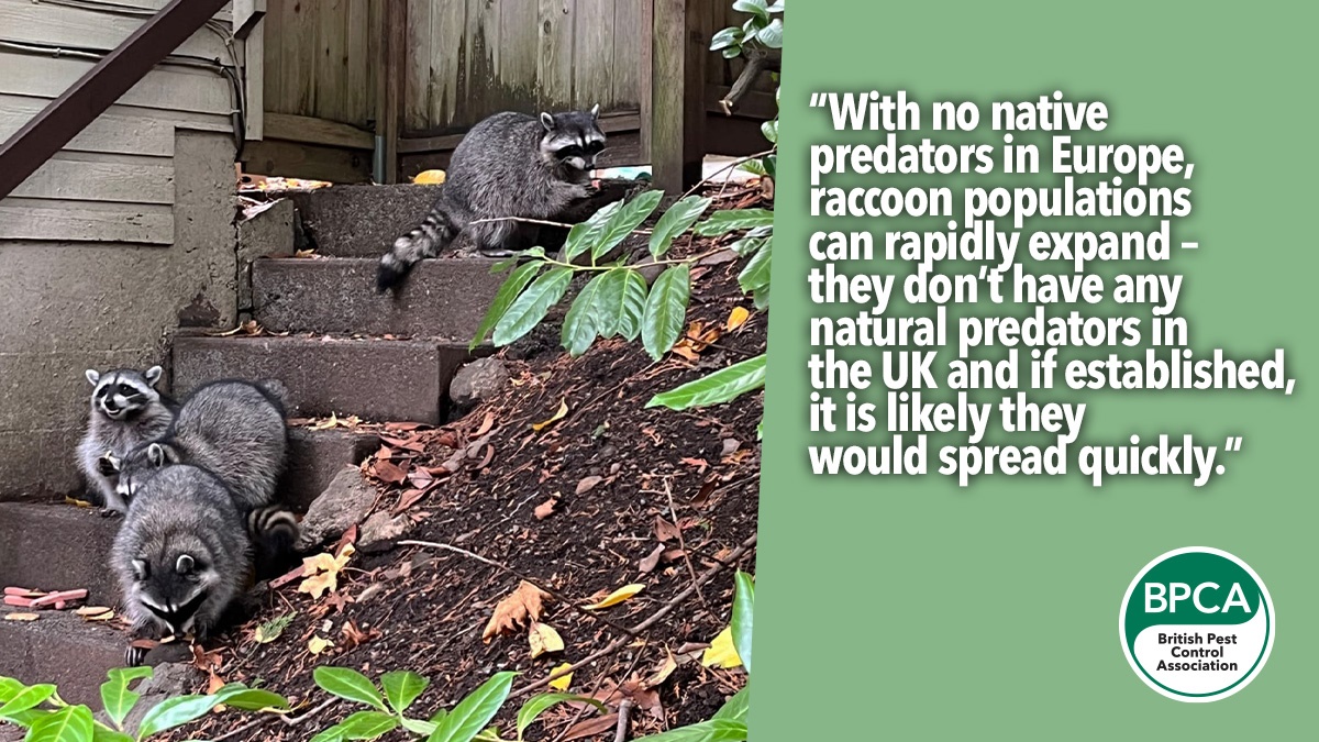 Raccoons on watchlist as possible invader