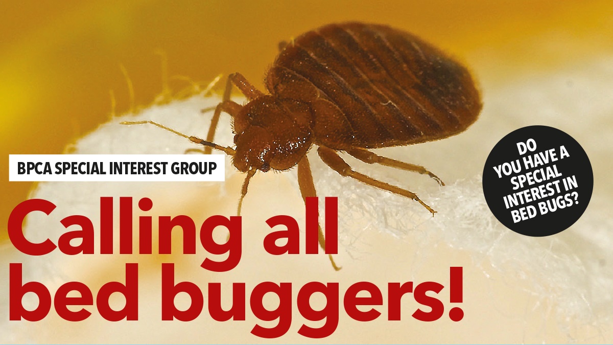 Calling all bed buggers!