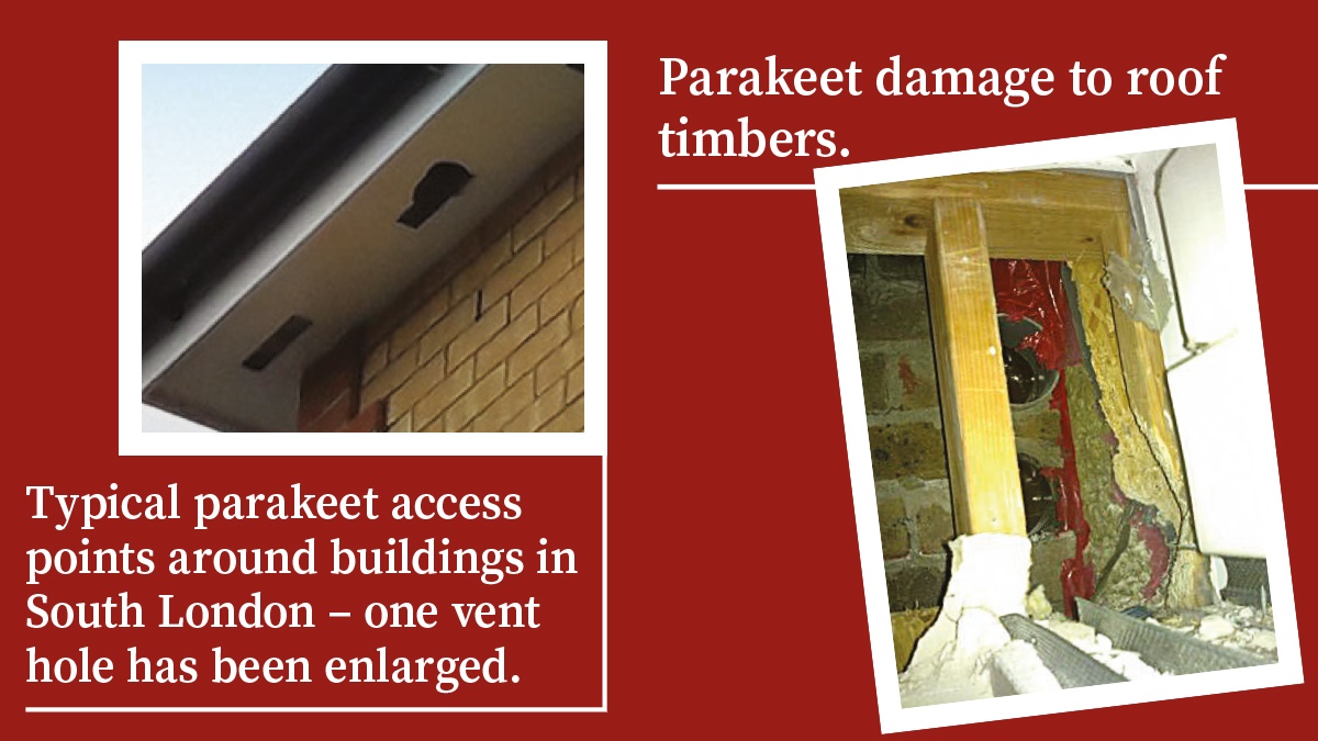 Ring-necked parakeets in buildings