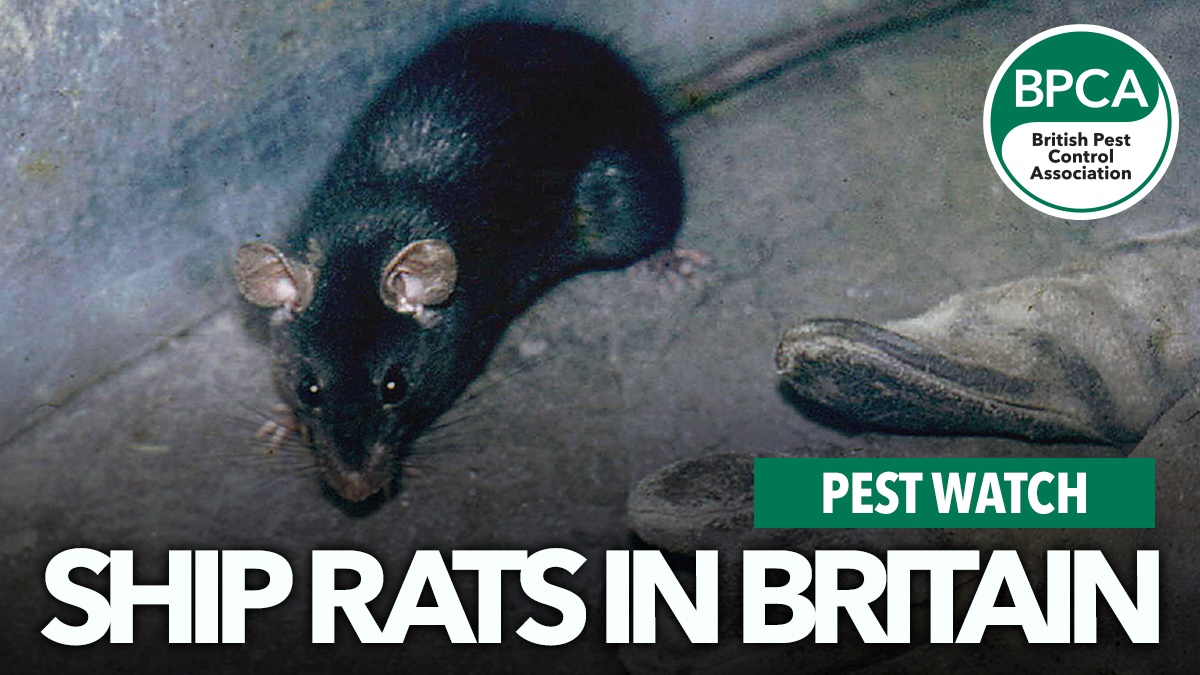 PestWatch: Ship rats in Britain
