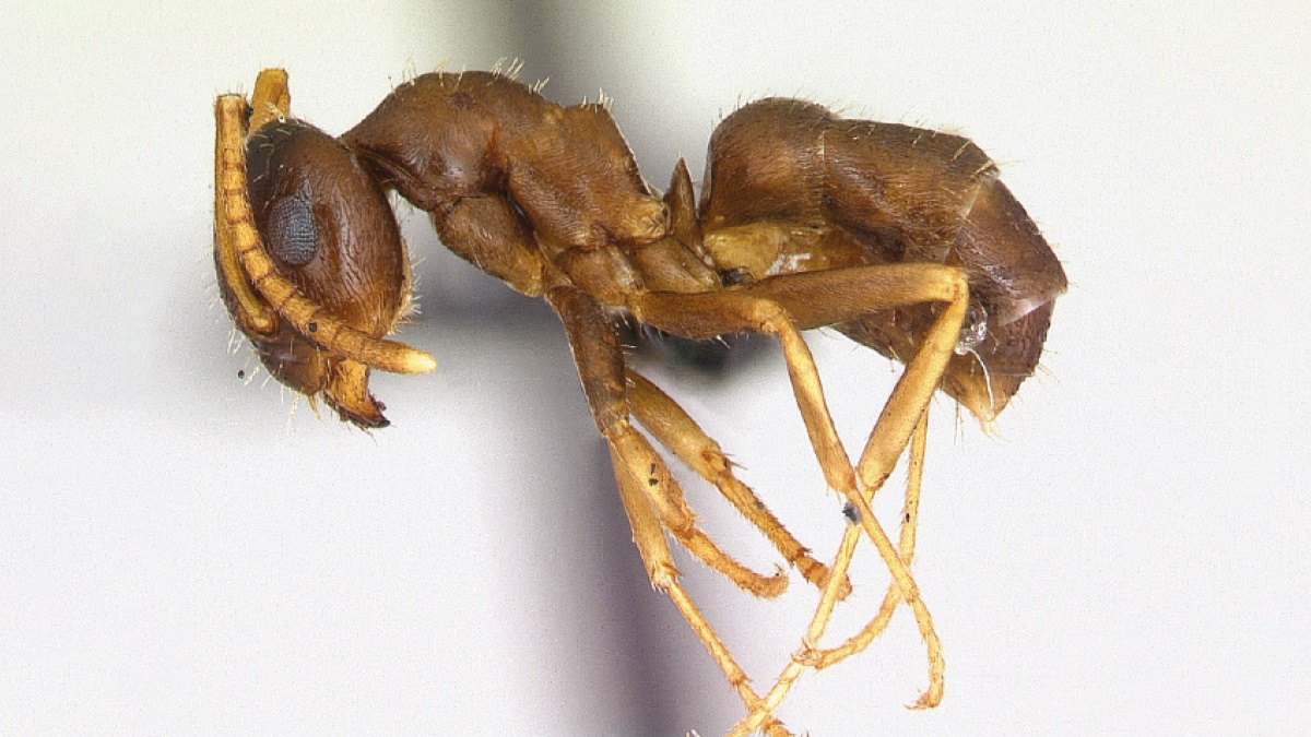 Ants and their control for pest management professionals