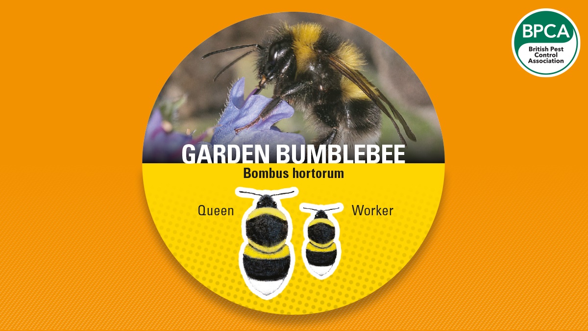 Your guide to Bumblebees in the UK