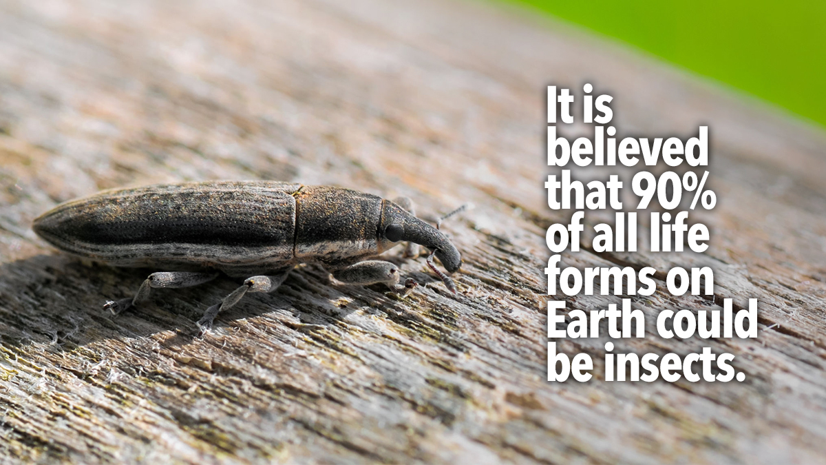 Pest advice for controlling Stored Product Insects (SPIs)