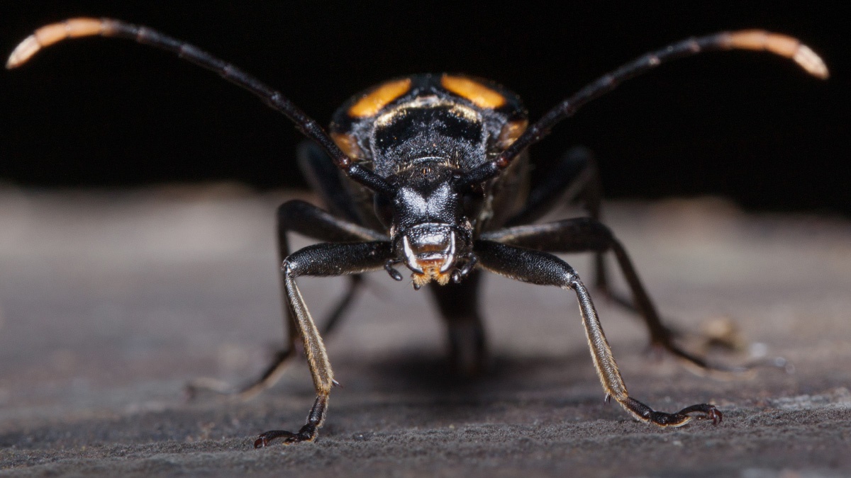 All Pest Management Training, Education and Qualifications | BPCA