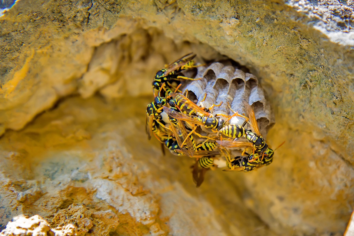 RSPH/BPCA Level 2 Pest Management Award – 5-day classroom course and exam