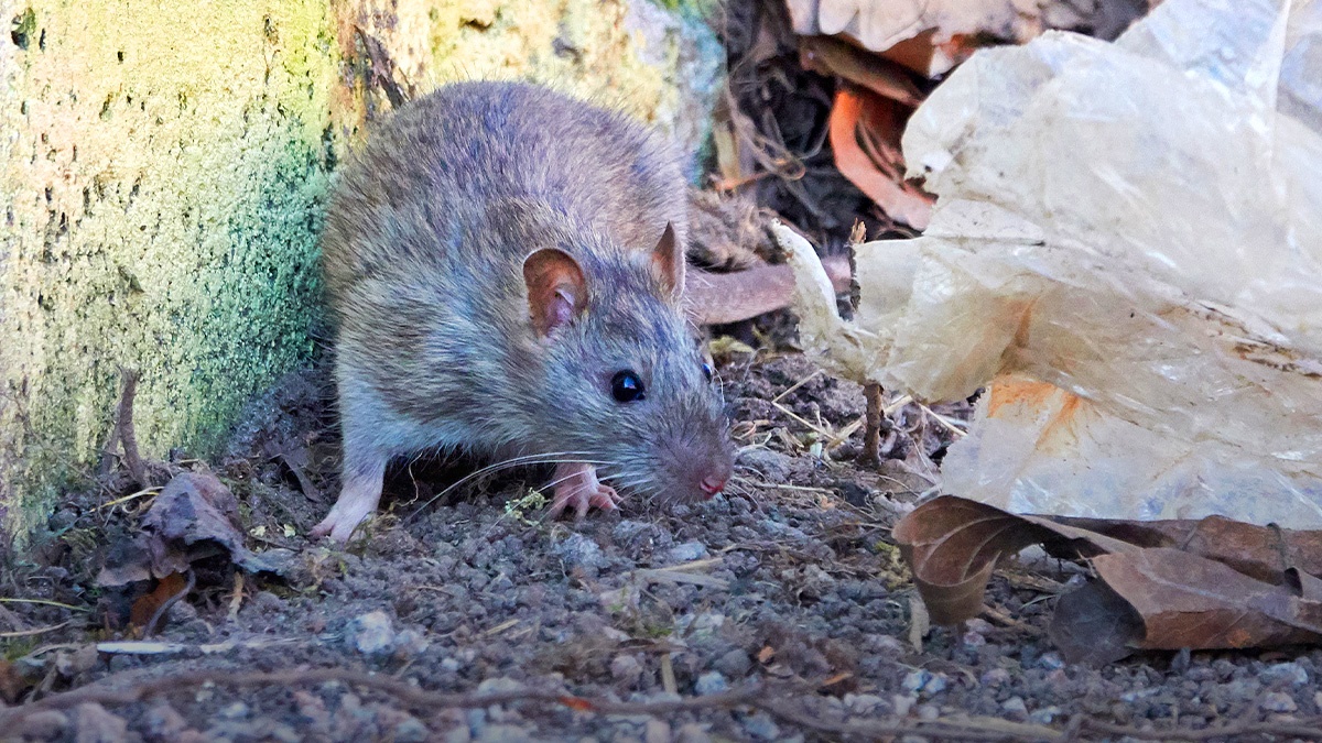 All Pest Management Training, Education and Qualifications | BPCA