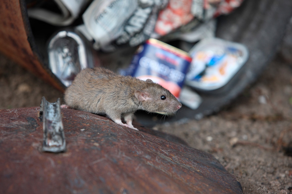 BPCA Pest Control and Management Training Courses