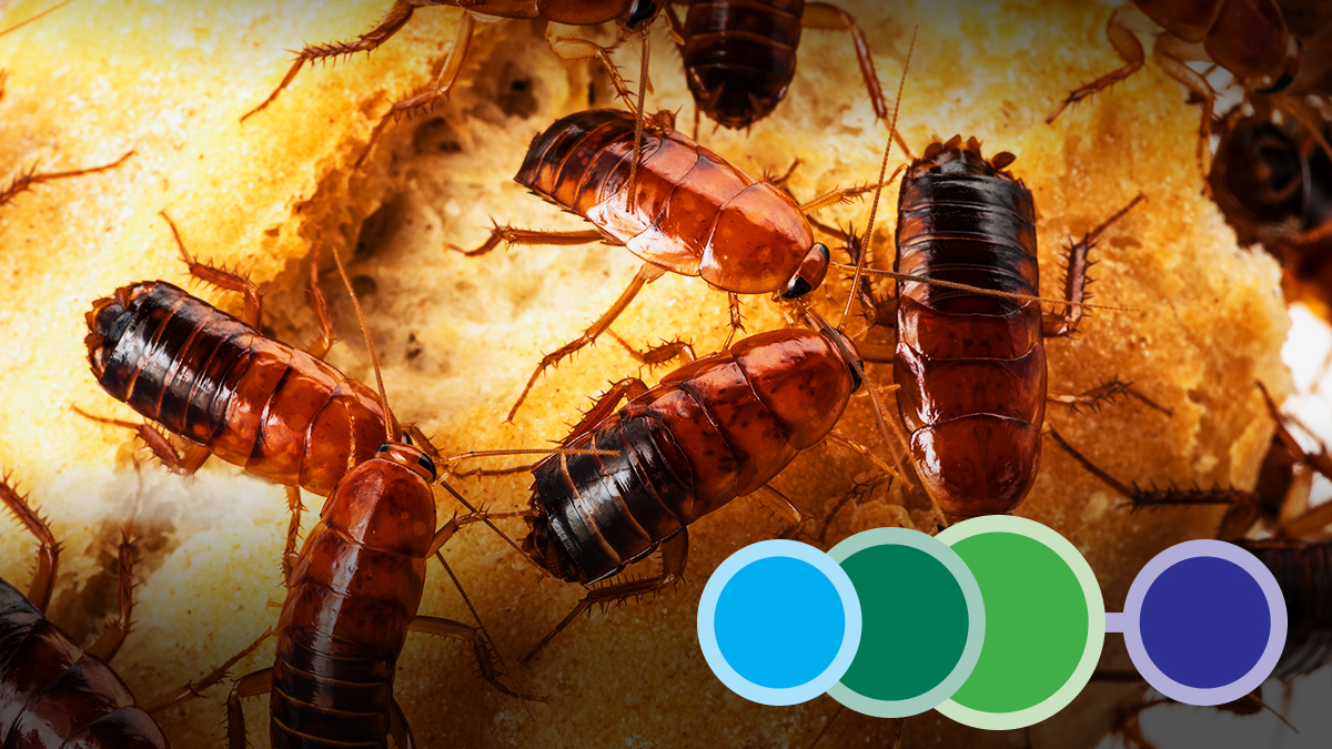 Practical Pest Management of Insects